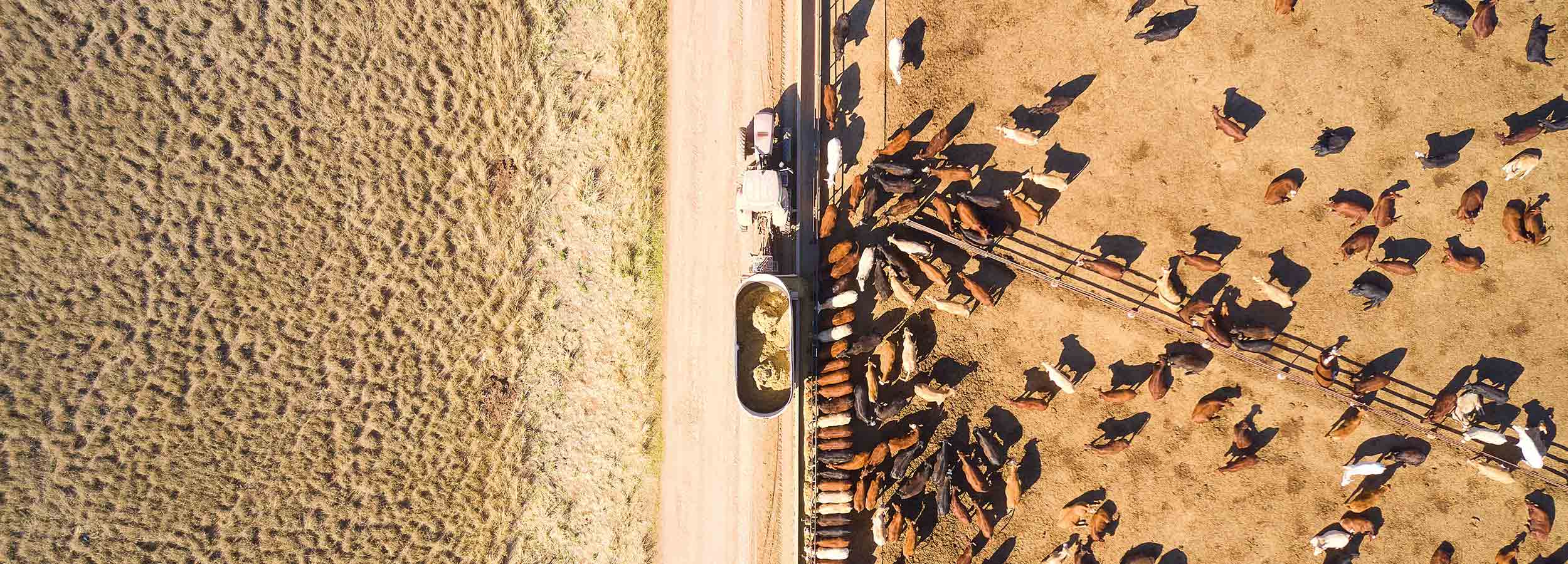 Livestock finance and specialist bankers for agribusiness - NAB